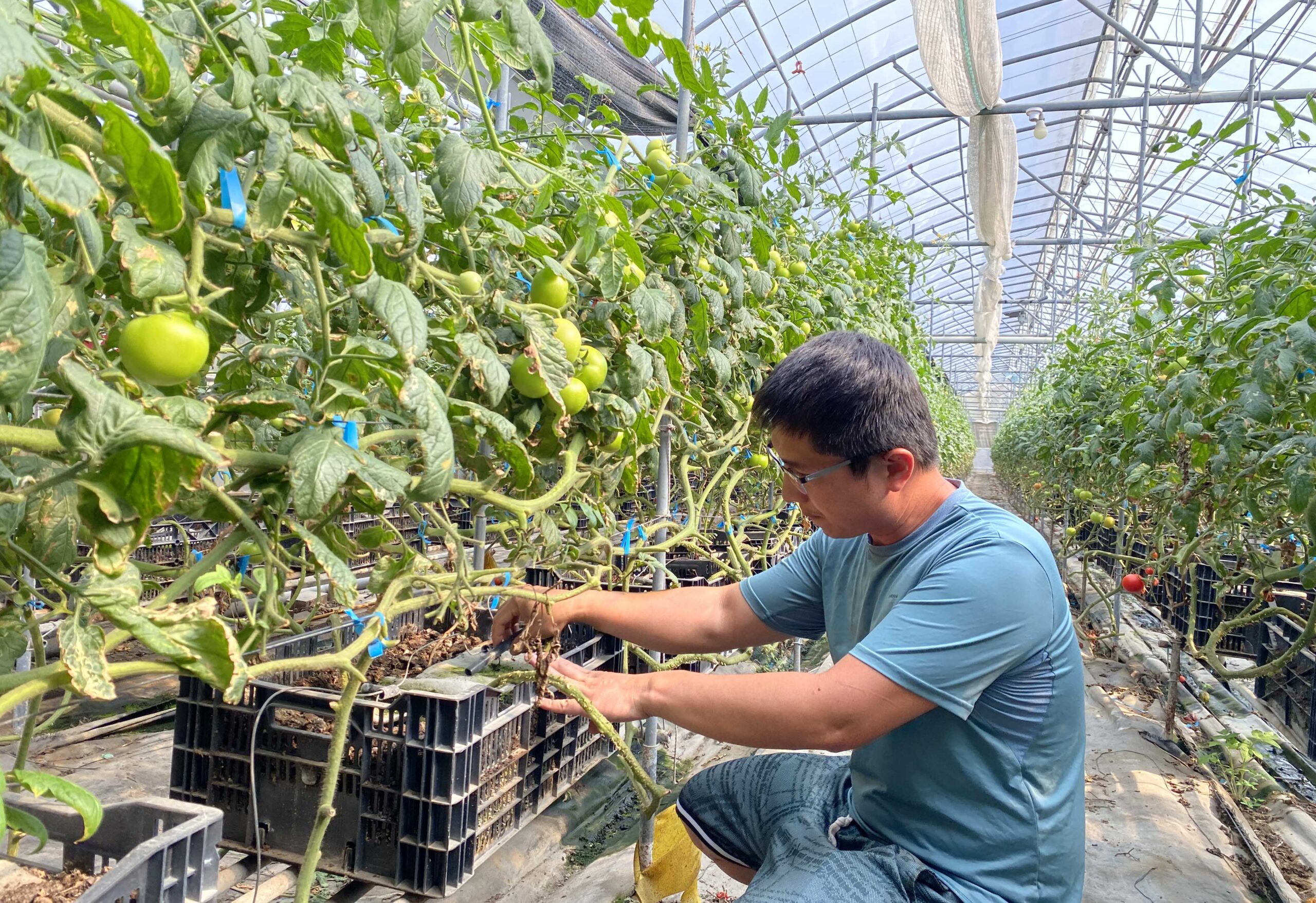 Taiwan’s New Era of Agriculture: High-tech Farmers on the Rise – 世新大學小世界